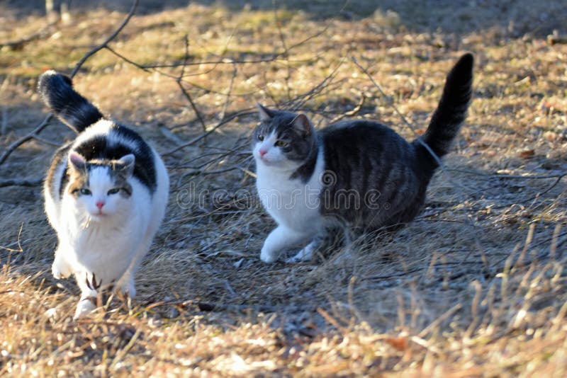 Two Cats Running through the Snow Stock Photo - Image of observe ...