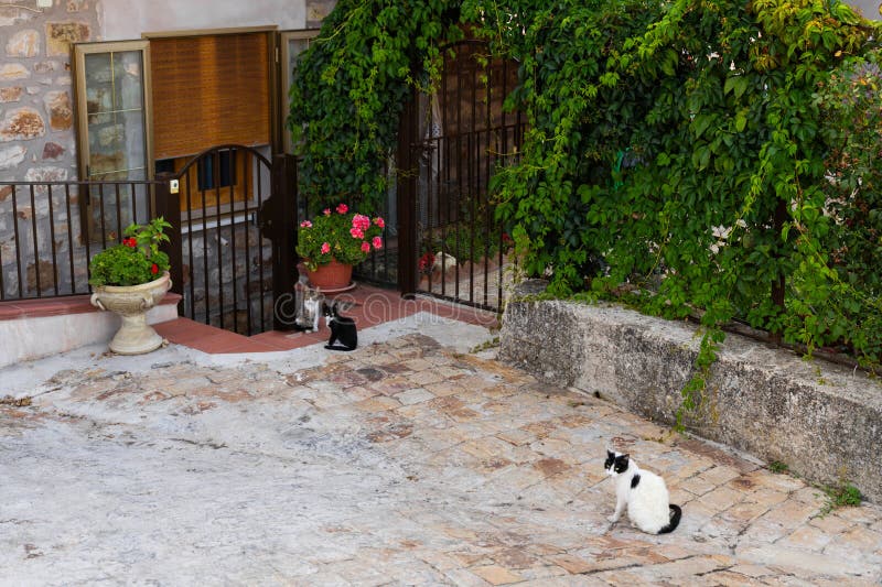 Cats in a Rustic Village Courtyard with Plants and Stone Pavement Stock ...