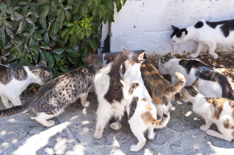 Greek cats stock photo. Image of greece, pets, athens, food - 489740