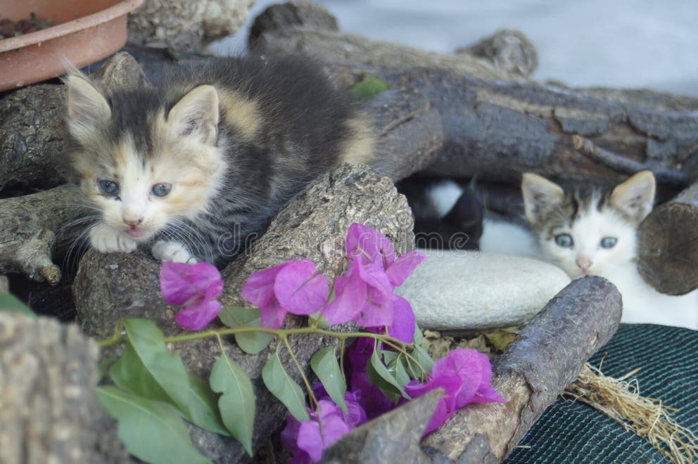 Cats stock image. Image of eating, pythagoras, animals - 58079589