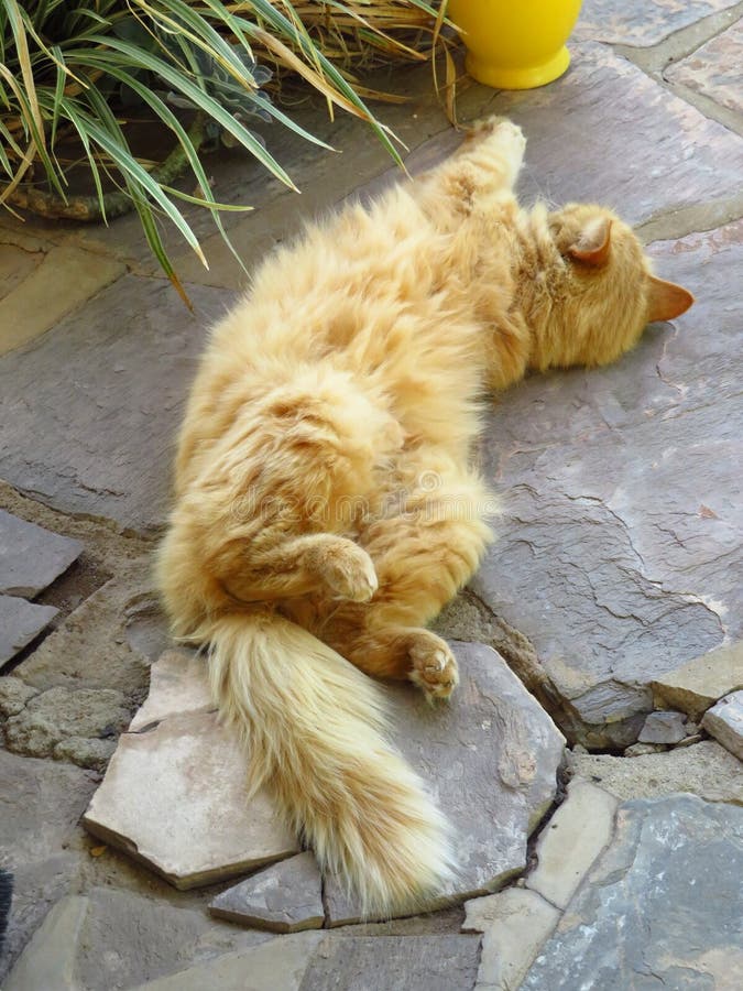 Beautiful Pussy Below Stock Photos - Free & Royalty-Free Stock Photos ...