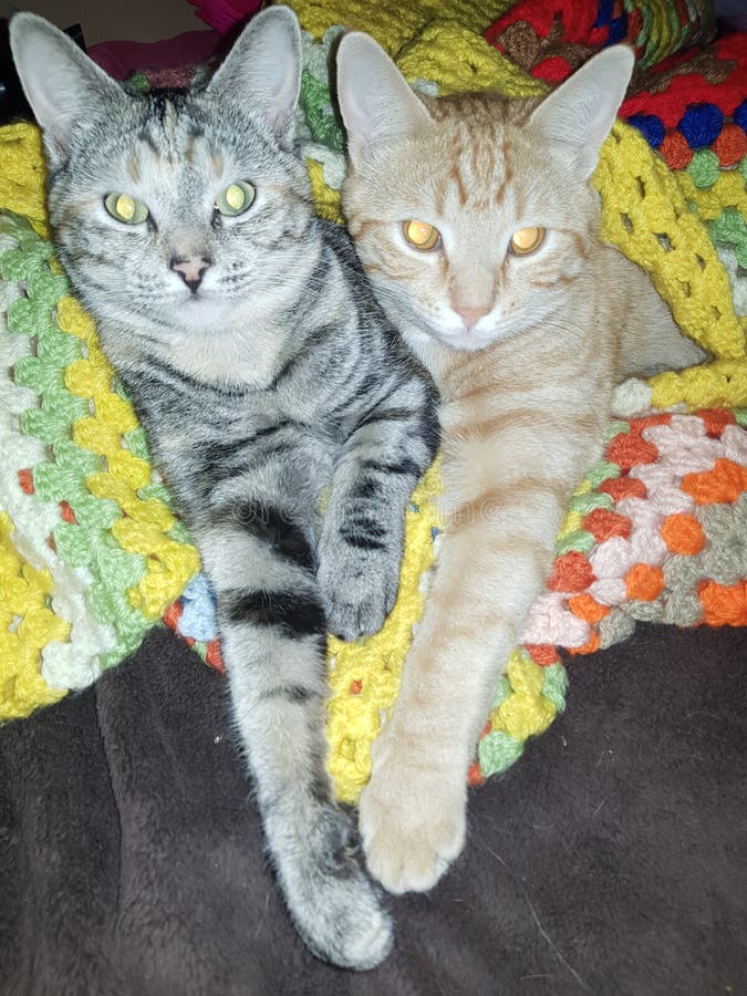 Cats Sittting Casually beside Each Other Stock Image - Image of ...