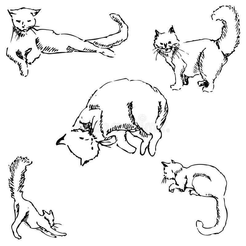 Cats. a sketch by hand stock vector. Illustration of mammal - 82844776