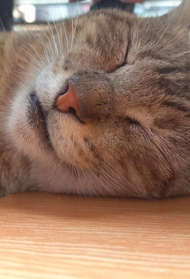 Cats sleep during the day stock photo. Image of afternoon - 289971332