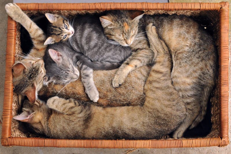 Cats sleeping in a box stock photo. Image of adorable - 120490198