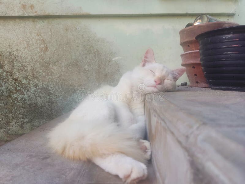 Cats Sleeping with Its Head Resting on the Stairs Stock Image - Image ...