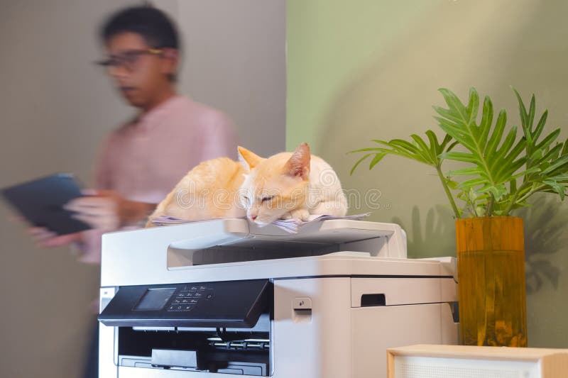 Cats Sleeping on a Multifunction Laser Printer in the Home Office ...