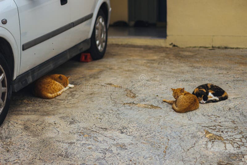 Cats Sleeping Next To a White Car in Front of a Building Stock Photo ...
