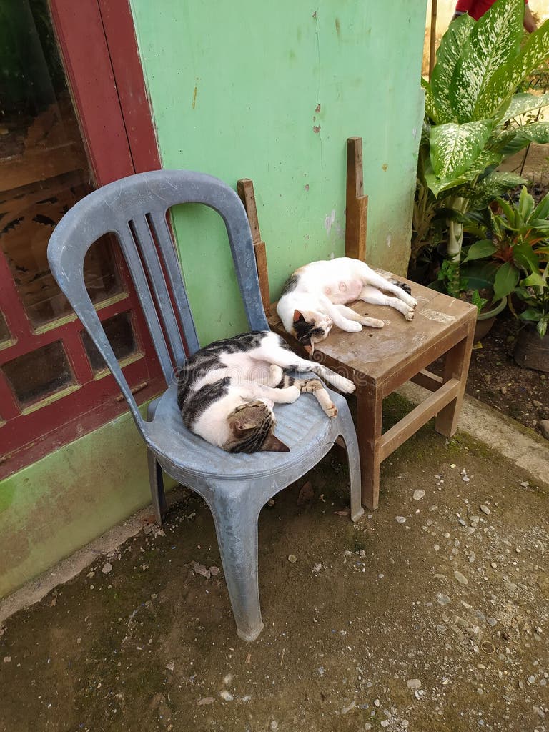 Sleeping 2 Chairs Stock Photos - Free & Royalty-Free Stock Photos from ...