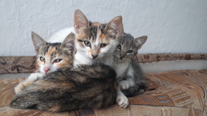 3 cats stock image. Image of together, sleeping, 3cats - 128528579