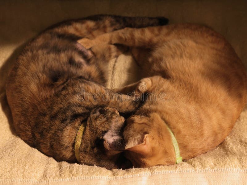 Cats Sleeping Together and Cuddle Stock Image - Image of daughter ...