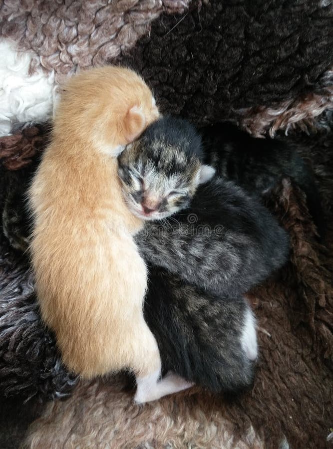 Cats stock image. Image of world, animals, animl, loves - 90150471