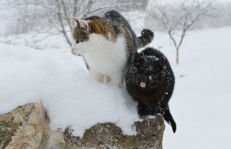Two cats in the snow stock photo. Image of gallop, glad - 27201276