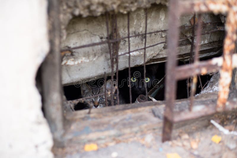 Cats stock photo. Image of animalpoor, lattice, animals - 78773834