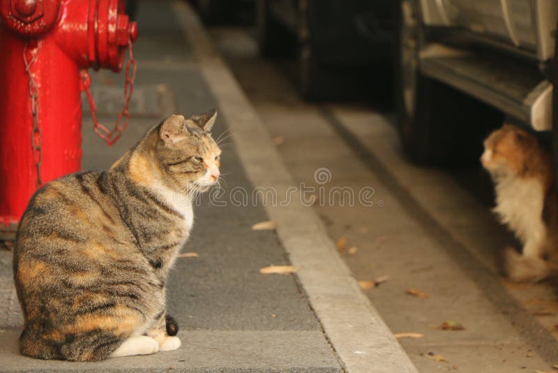 Cats on the street stock photo. Image of warm, kind - 206356058