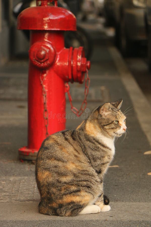 Cats on the street stock photo. Image of kitty, animal - 206356112