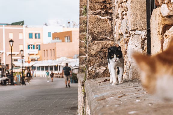 Cats in the Streets of Chania, Crete Stock Photo - Image of carnivorous ...