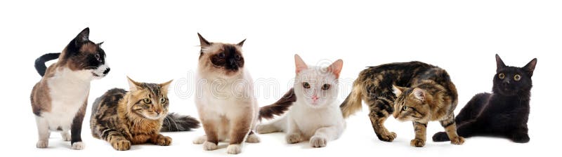 220,961 Cats Stock Photos - Free & Royalty-Free Stock Photos from ...