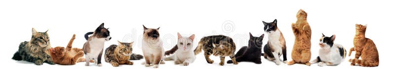Cats in studio stock image. Image of hair, birman, beautiful - 20547485
