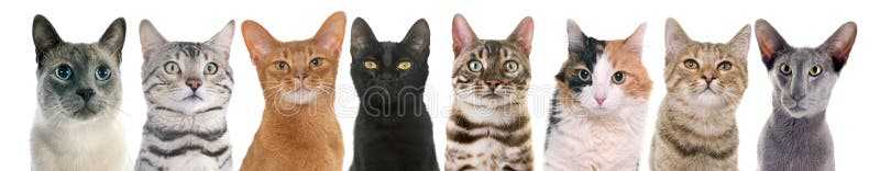 Cats in studio stock photo. Image of sitting, group, purebred - 25145152