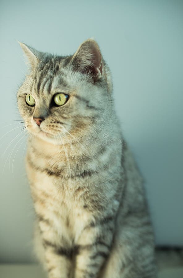 Cats stock image. Image of feline, studio, head, mammal - 180436359