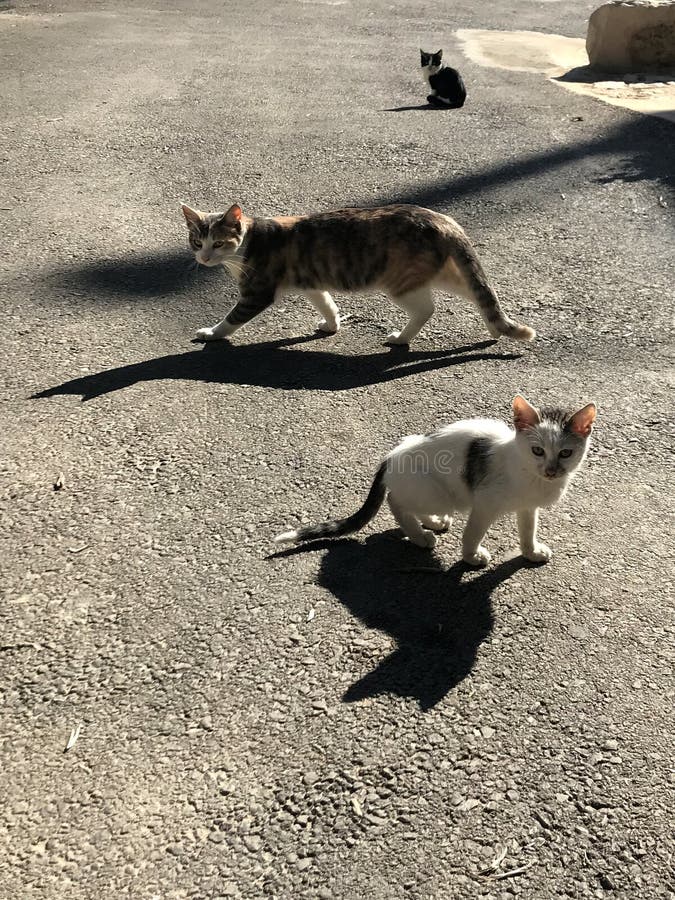 Cats Lean Against in the Cage Stock Photo - Image of love, snarl: 46714384
