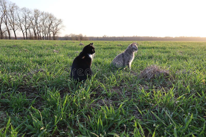 Cats at sunset stock image. Image of sunset, meadow - 376230483