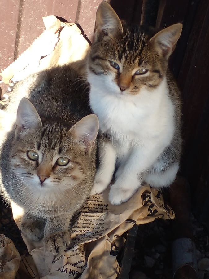 Cats sweet home two cats stock photo. Image of kitten - 259643998