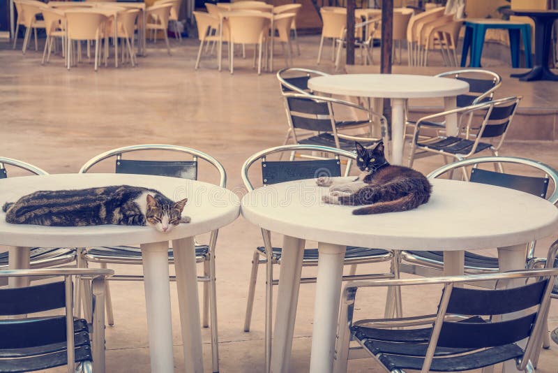 Cats on the tables in cafe stock image. Image of malta - 59589377