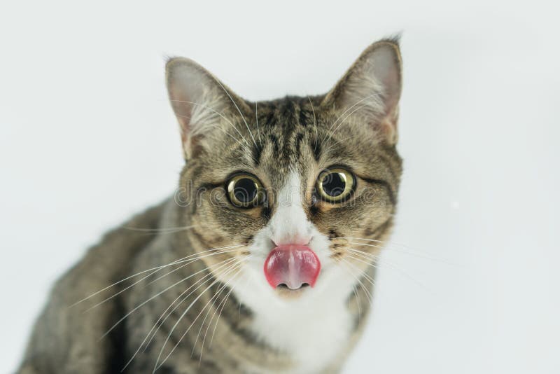 The Cat is Looking Forward and Looking Cute. Stock Image - Image of ...