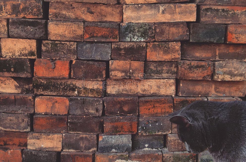 Cats thoughts stock image. Image of cute, cats, thinking - 77154331