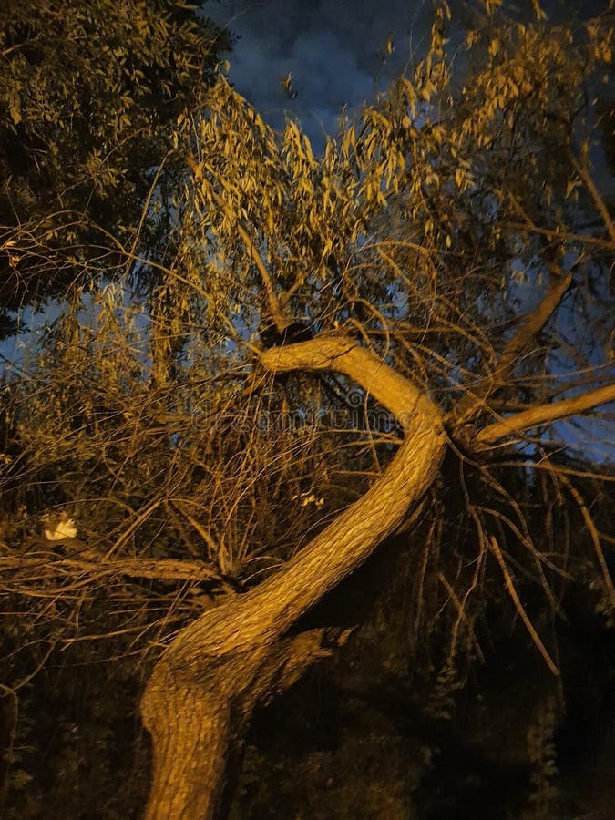 Cats Tree Stuck Loaf Beautiful Stock Image - Image of tree, cats: 306078453