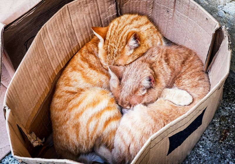 Cats stock image. Image of idyllic, animal, domestic - 49715639