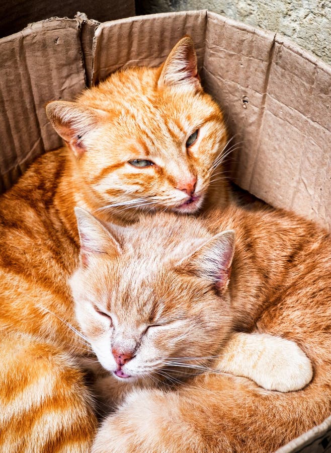 Cats stock photo. Image of container, close, color, head - 53358476