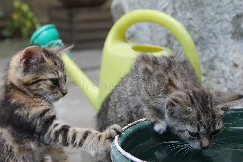 Cats stock photo. Image of water, drink, cute, scene - 36255384