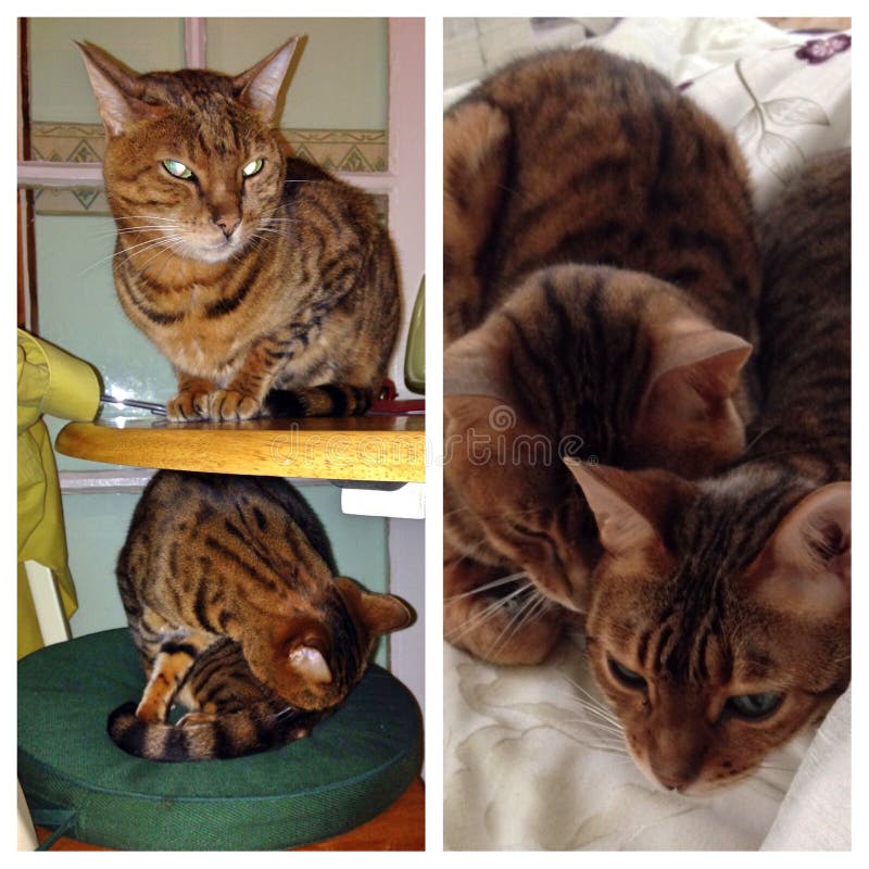 Cats on and under a table stock photo. Image of table - 96112162