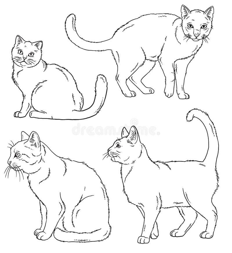 Line Drawing Sketch of a Sitting Cat. Stock Illustration - Illustration ...