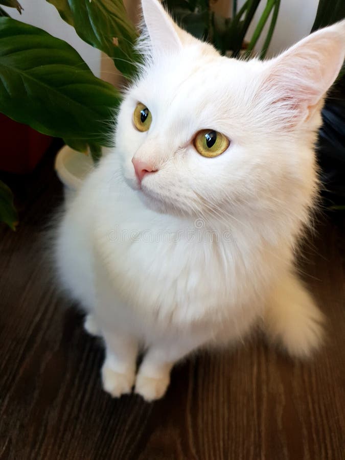 Cats wait wait stock image. Image of ears, feline, beautiful - 67368443