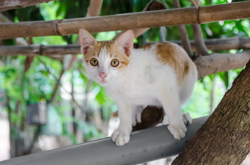 Cats wait wait stock image. Image of natural, hunt, park - 67369347
