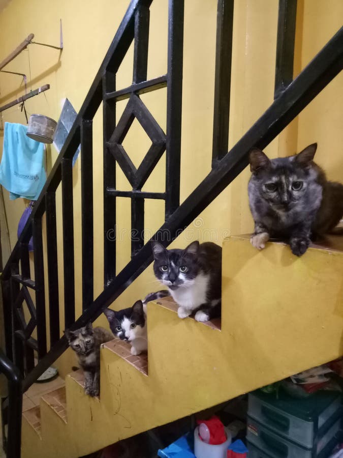 Cats are Waiting for Food on Every Step Stock Image - Image of flooring, wall: 377448939