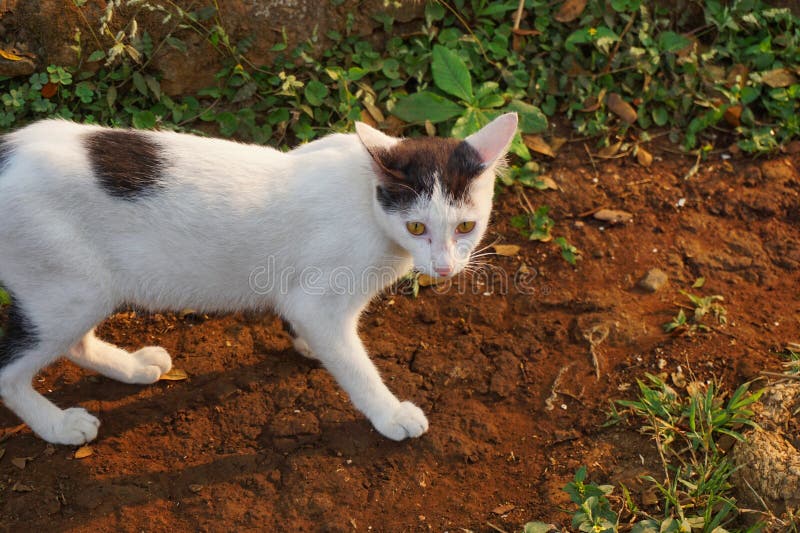 Cats walking on the ground stock photo. Image of outdoor - 323474430