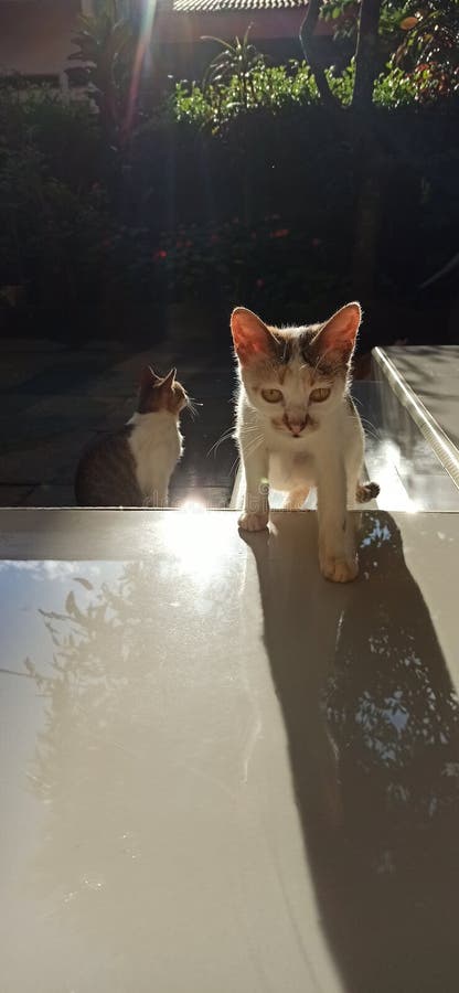 Cats Walking in the Morning Sun Stock Photo - Image of walking, black ...