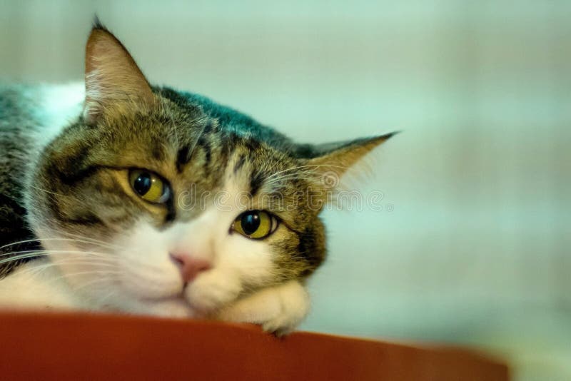 Cats watching you stock image. Image of camera, looking - 82715863