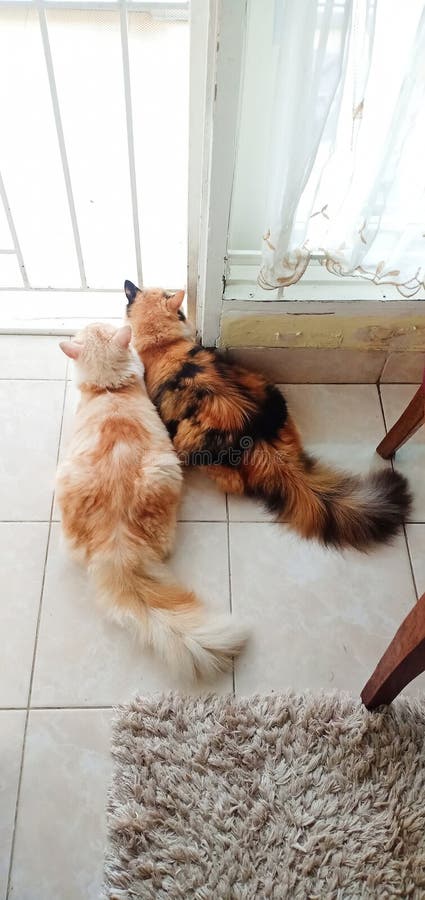 The Cats Were Waiting for Their Master To Come Stock Photo - Image of ...