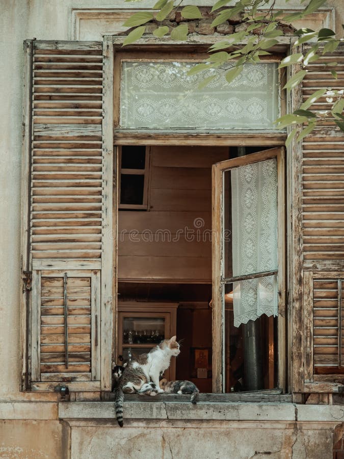 Cats on the Windowsill of an Old House with Open Windows Stock Photo ...