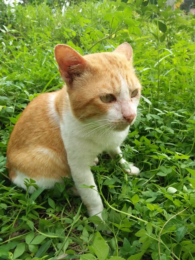 Cats stock image. Image of animal, yellow, cats, green - 114324839