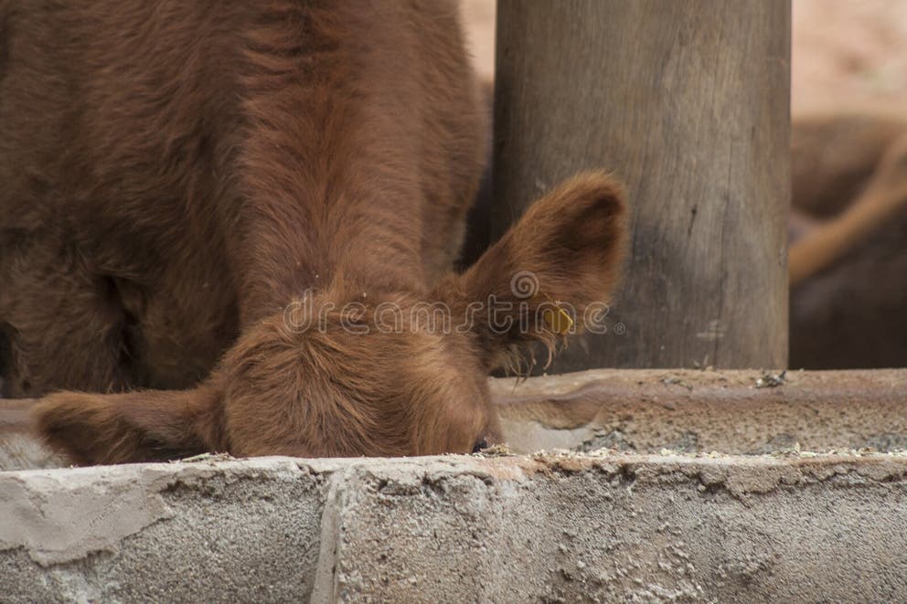 Catt stock image. Image of grazing, countryside, calf - 57802235