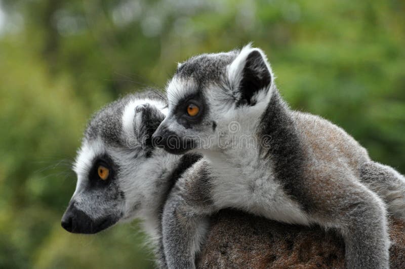 Catta Lemures stock photo. Image of mouth, black, monkey - 14656746