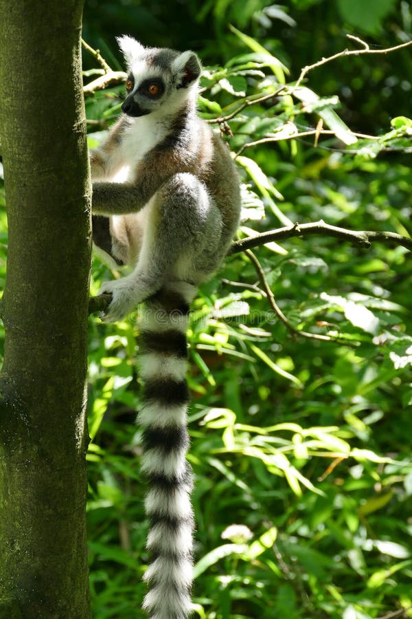 Catta with a Long Tail Sitting in a Tree Stock Image - Image of indrid ...
