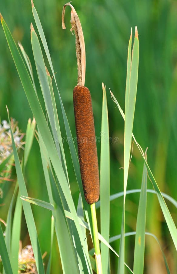 Cattail stock photo. Image of bulrush, lake, swamp, green - 17294028
